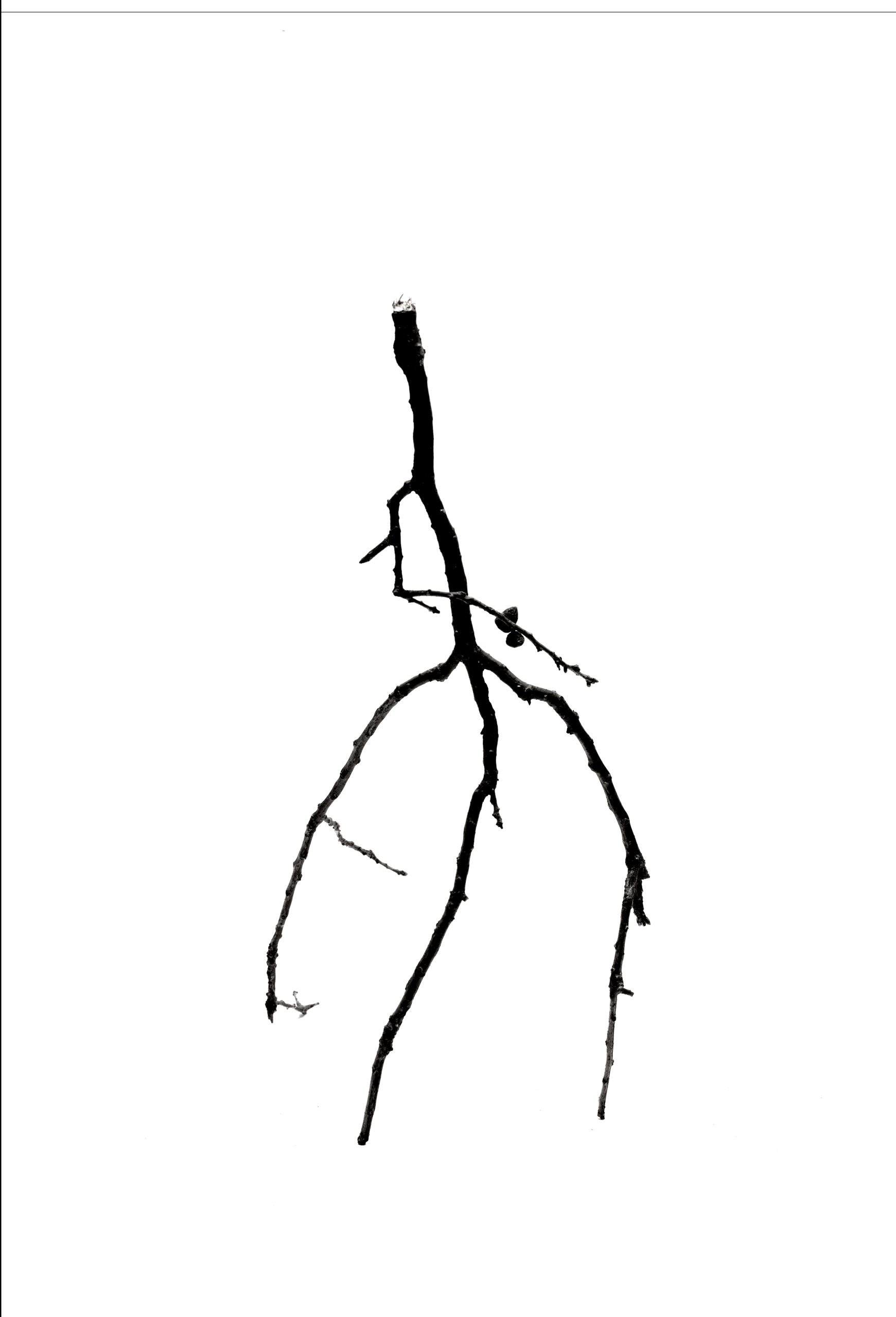 What Do You See in These Twigs? - Common Reader