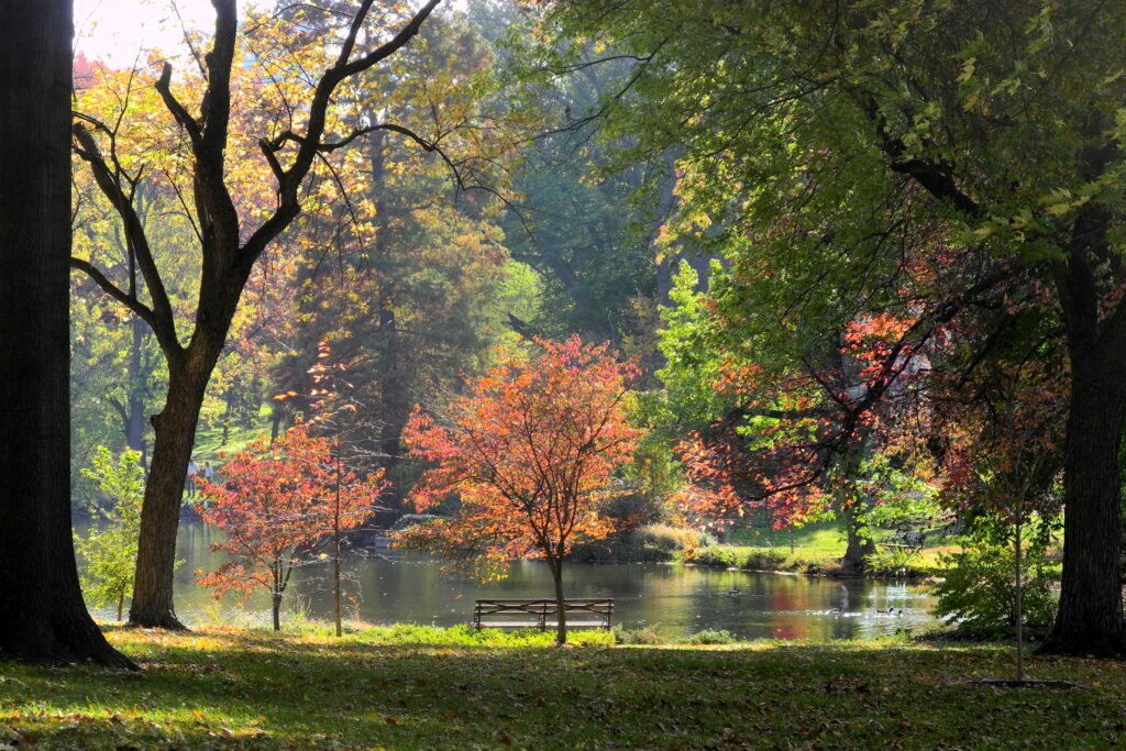 Why Fall Color Will Fade - Common Reader