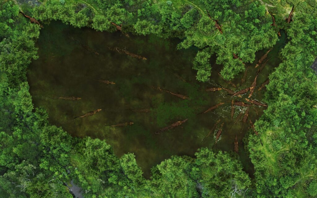 On the Draining of Swamps - Common Reader